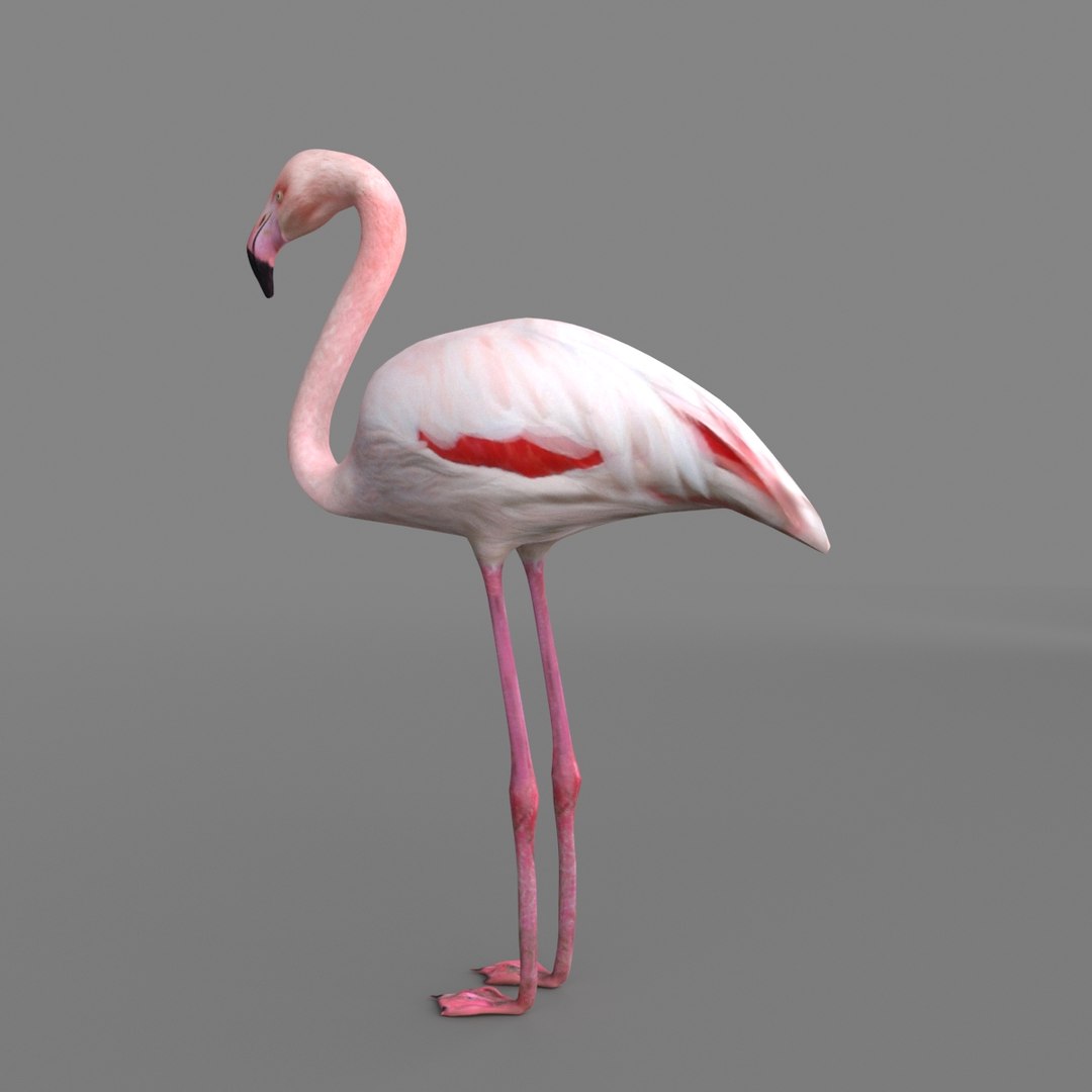 3D Model Realistic Flamingo - TurboSquid 1279754
