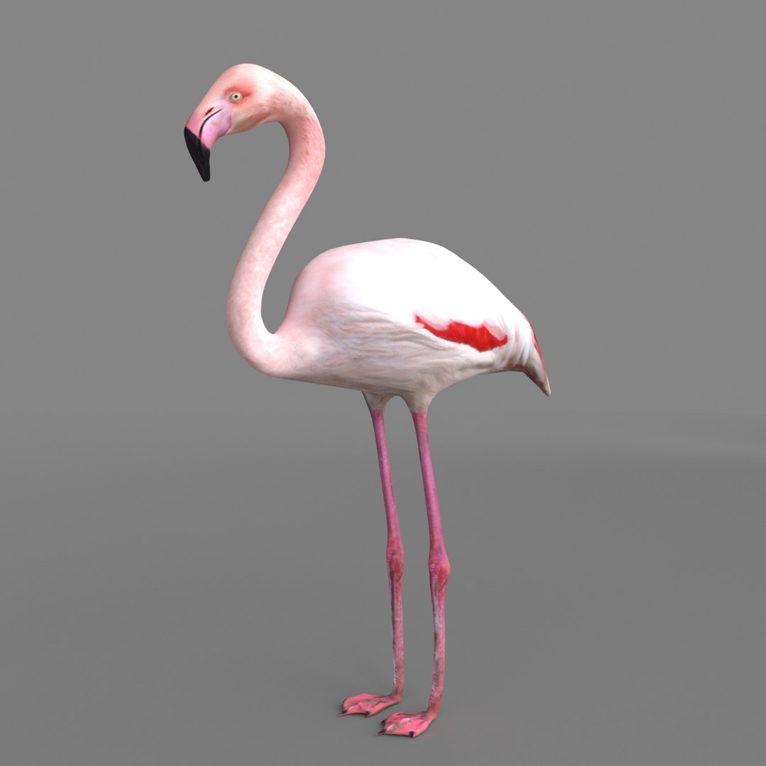 3D Model Realistic Flamingo - TurboSquid 1279754