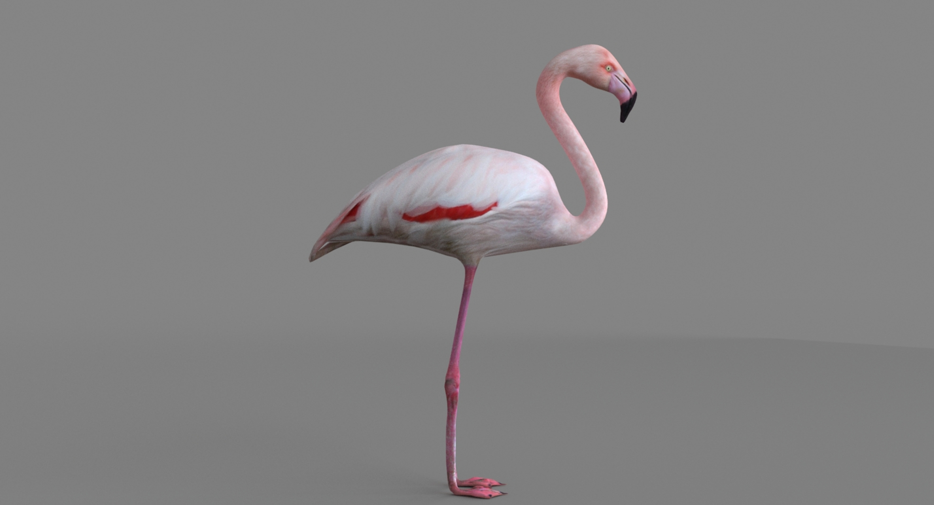 3D Model Realistic Flamingo - TurboSquid 1279754