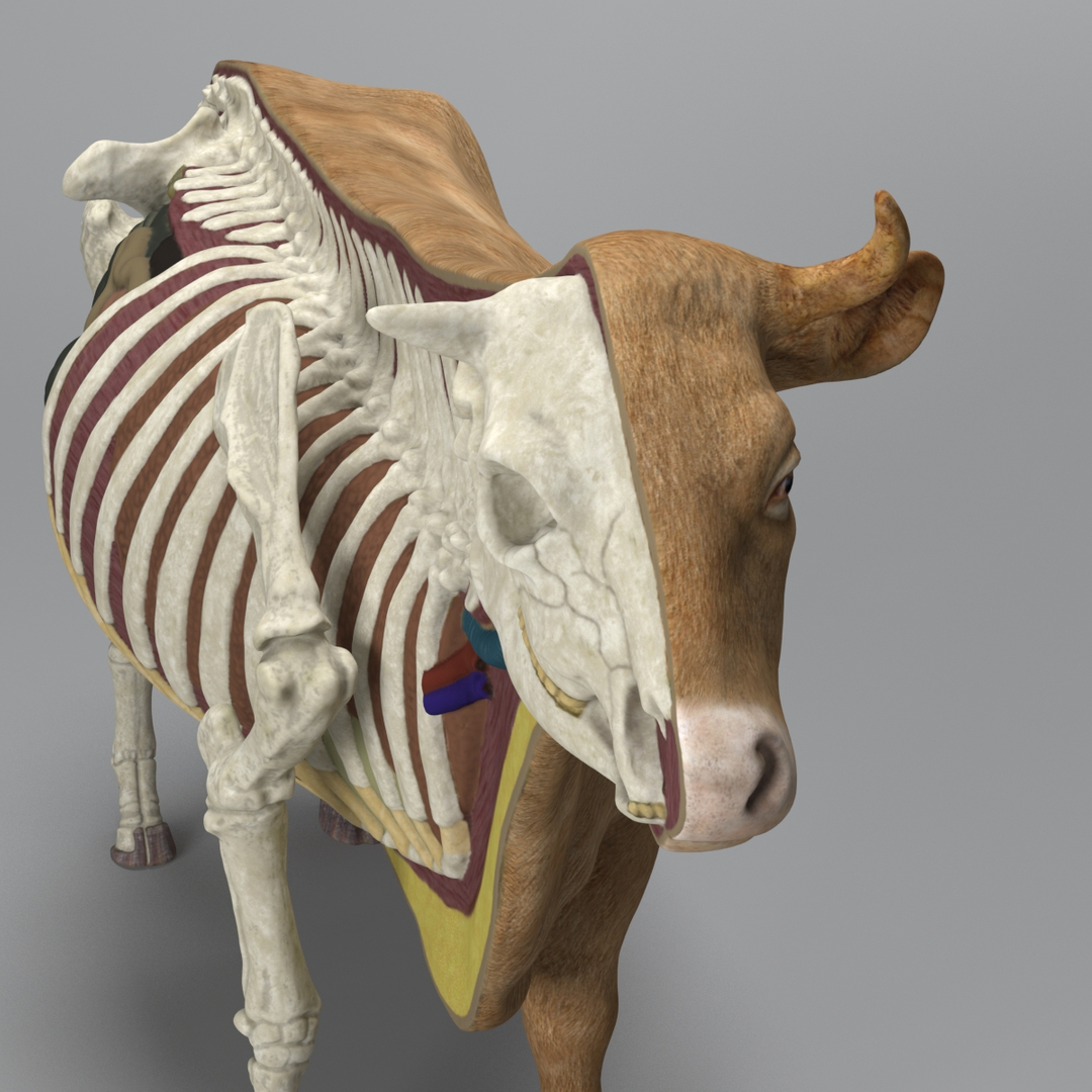 Anatomia krowy Model 3D - TurboSquid 1064252