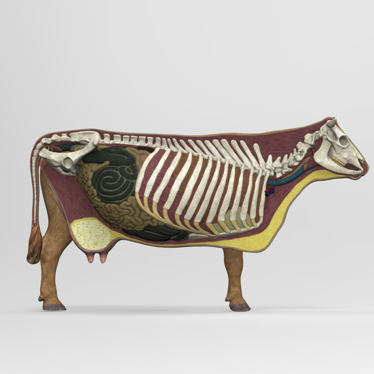 3d model of cow anatomy