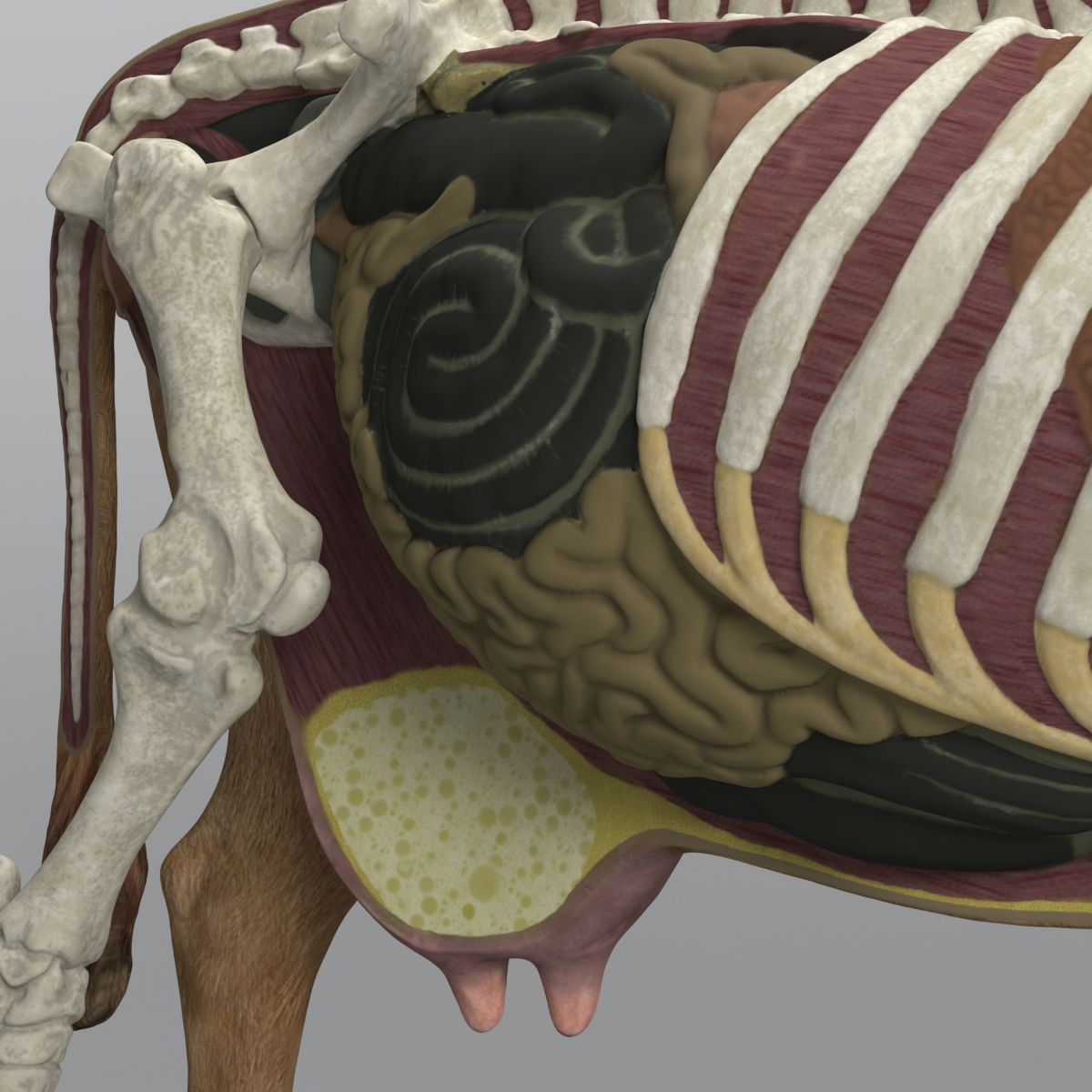 Anatomia krowy Model 3D - TurboSquid 1064252