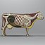 3d Model Of Cow Anatomy