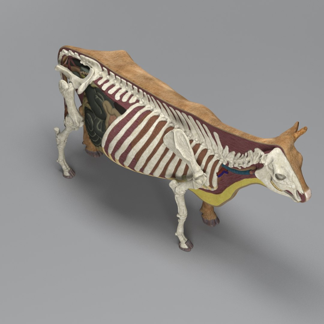 3d Model Of Cow Anatomy