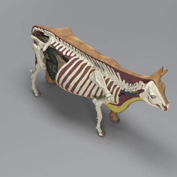 3d model of cow anatomy