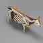 3d Model Of Cow Anatomy