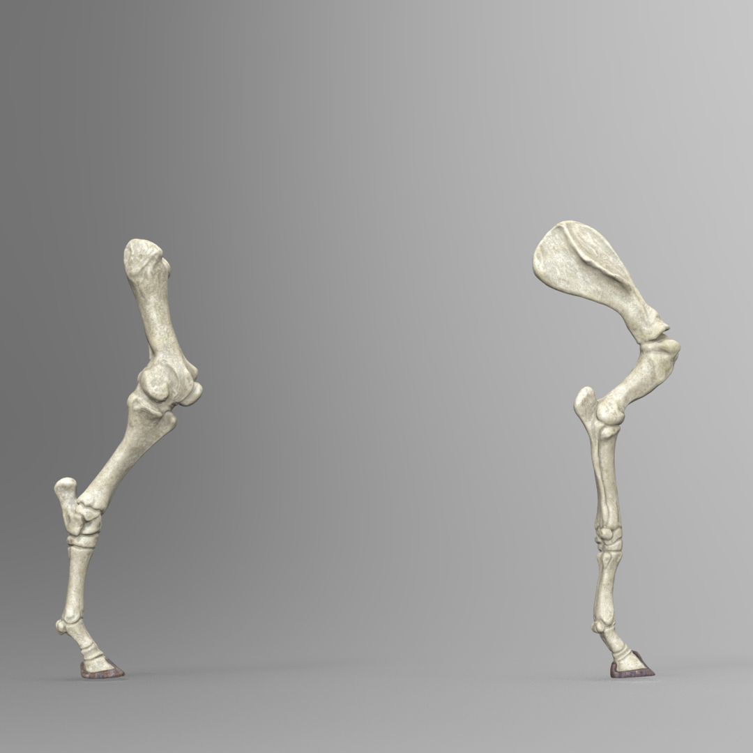 3d model of cow anatomy