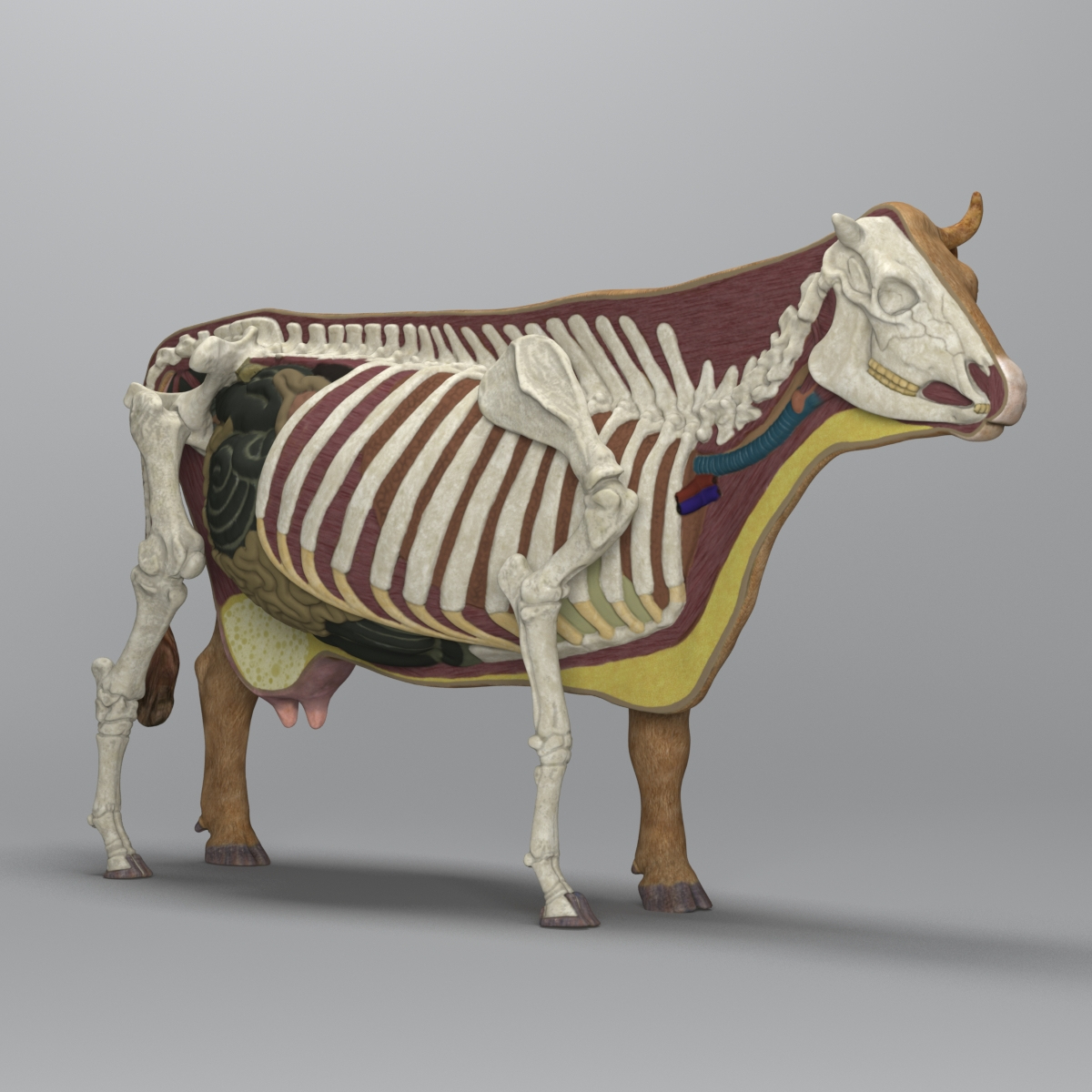 3d model of cow anatomy