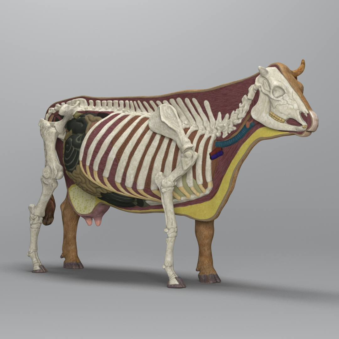 Anatomia krowy Model 3D - TurboSquid 1064252
