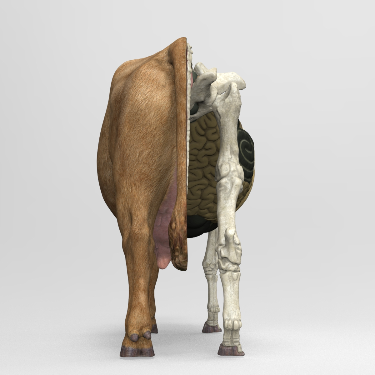 3d model of cow anatomy