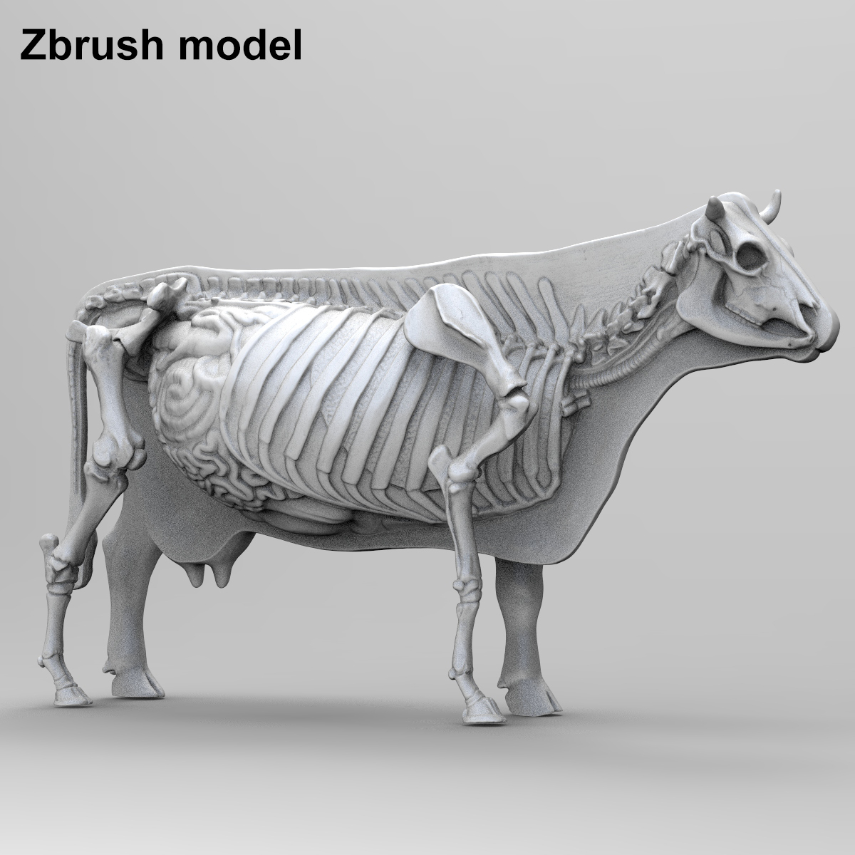3d model of cow anatomy