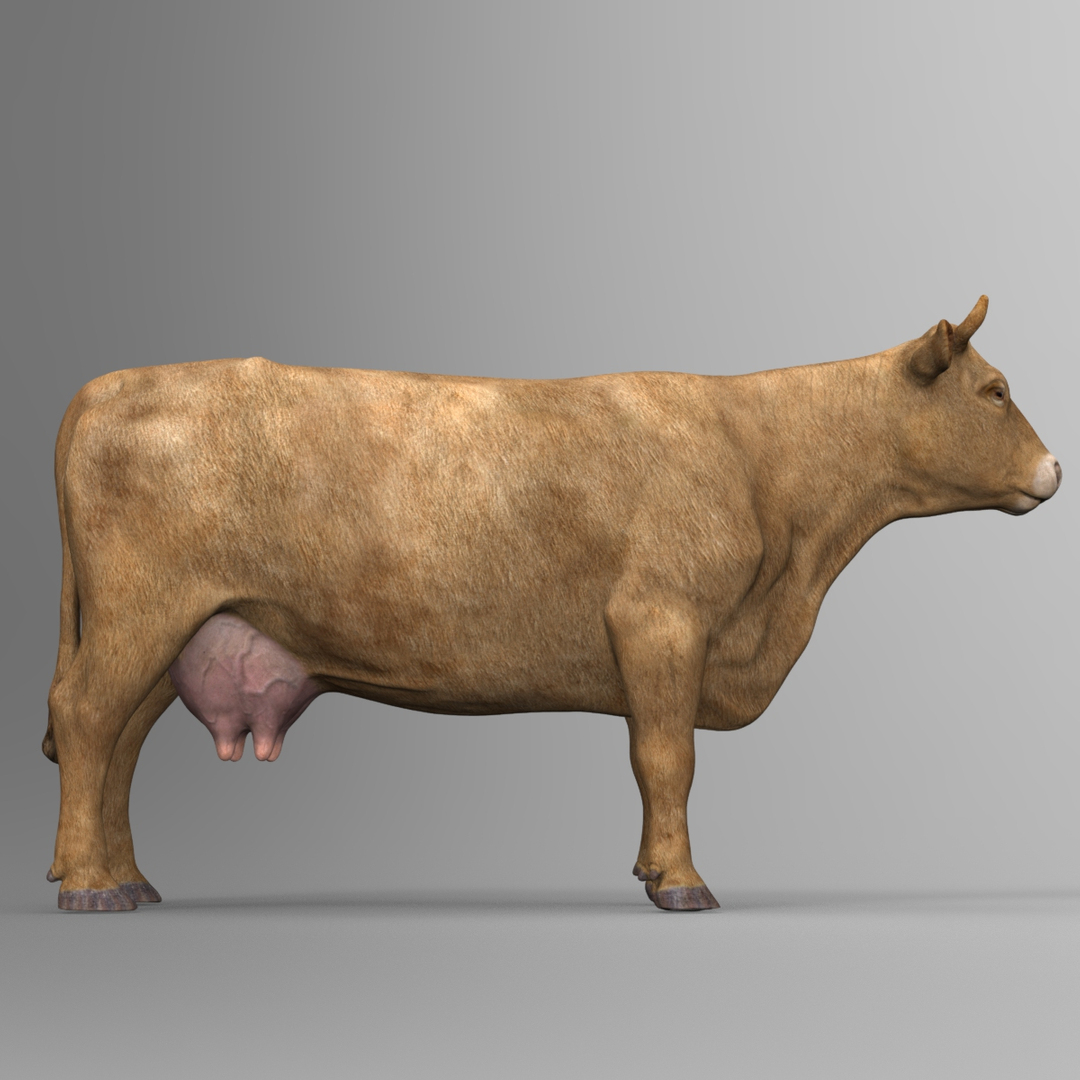 3d model of cow anatomy