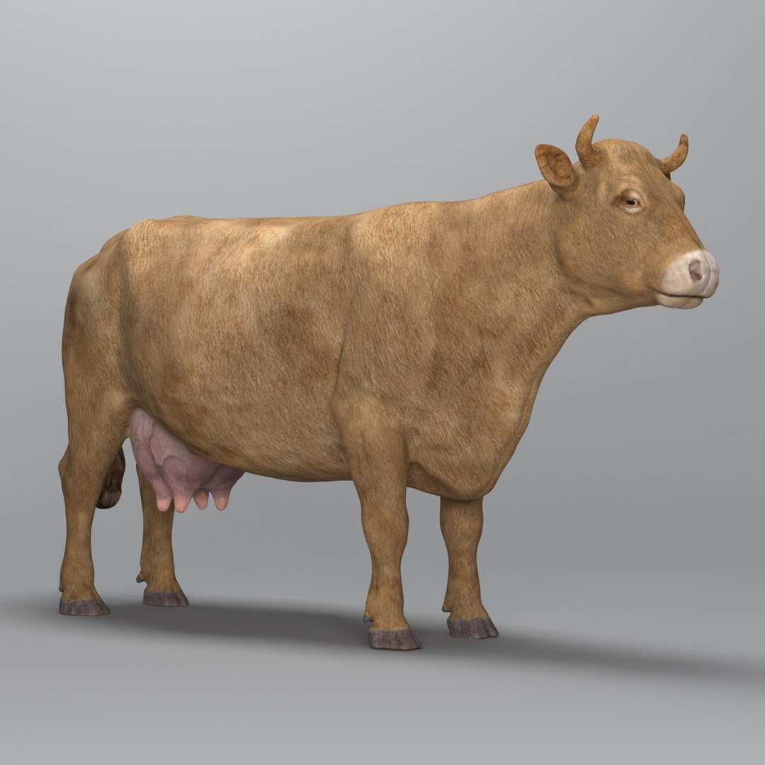 3d Model Of Cow Anatomy