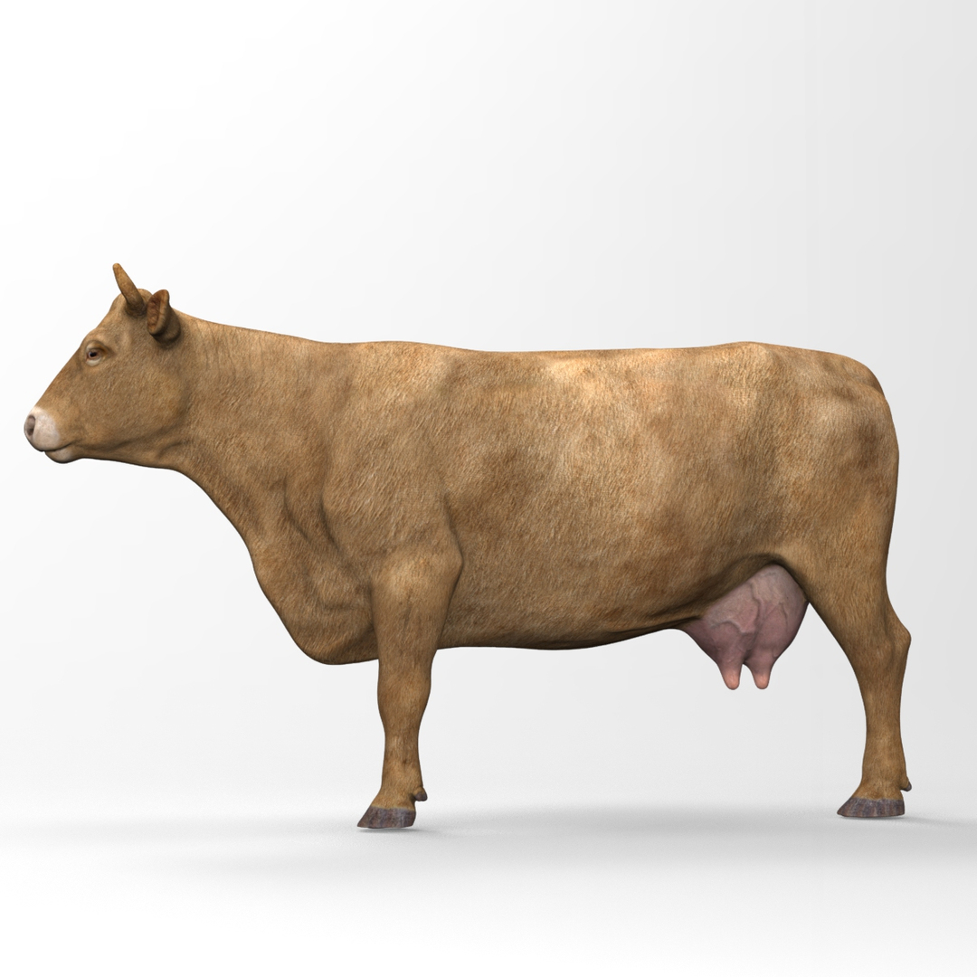 3d model of cow anatomy