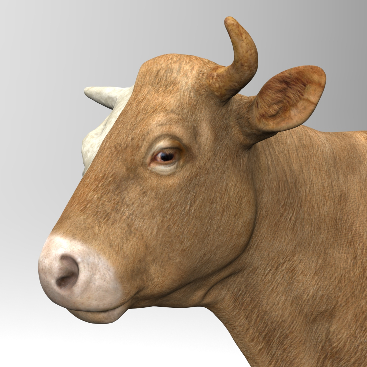 3d model of cow anatomy