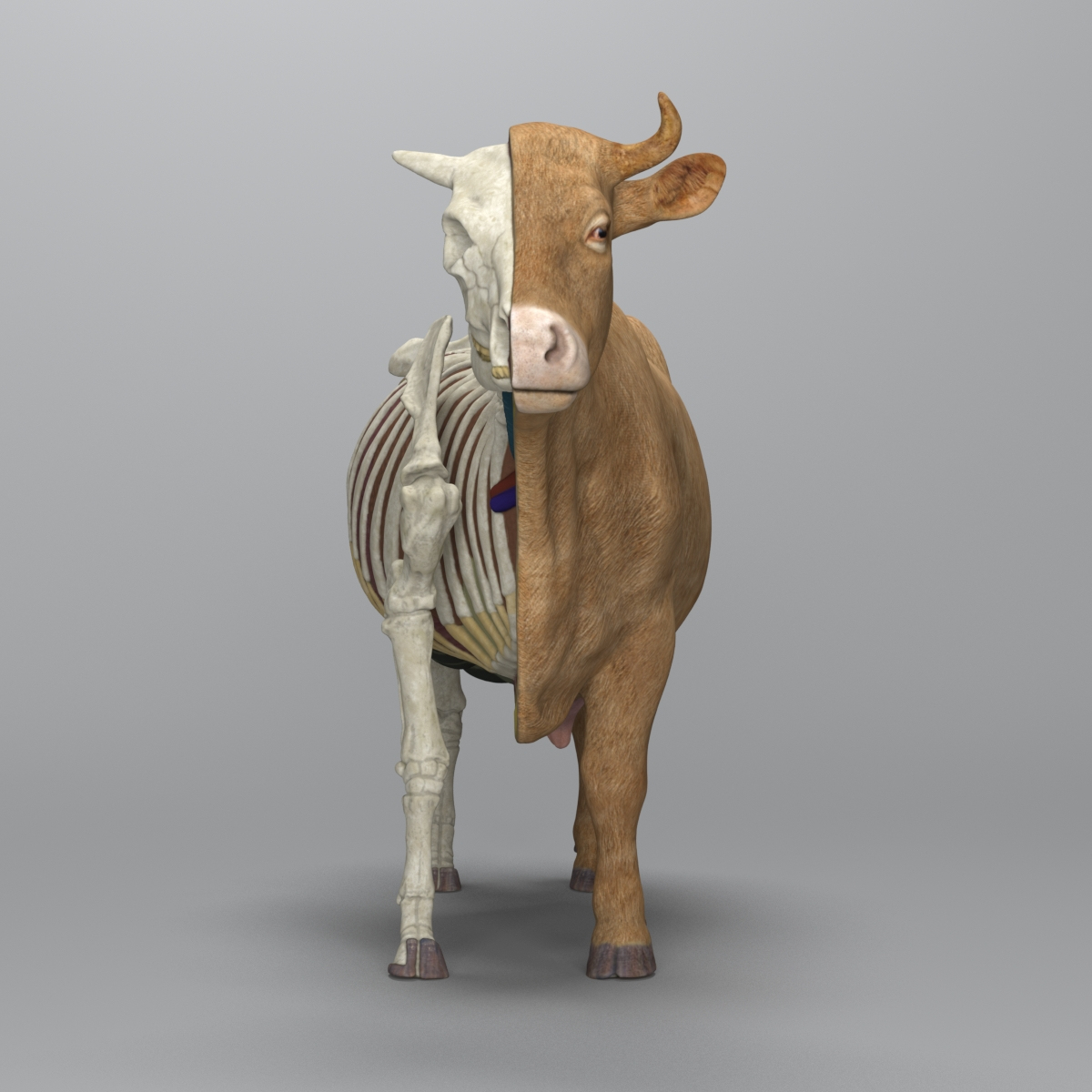 3d model of cow anatomy
