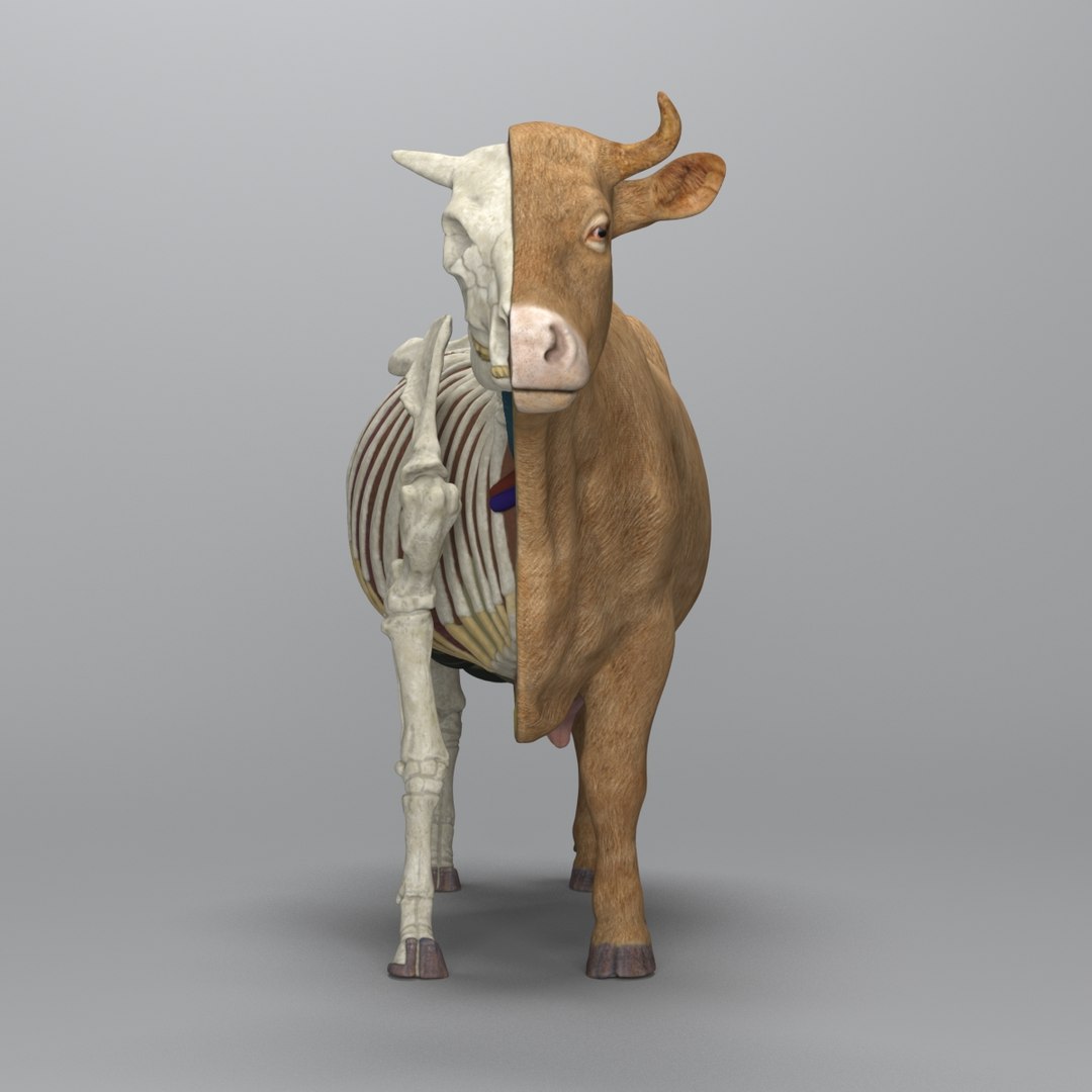 3d Model Of Cow Anatomy