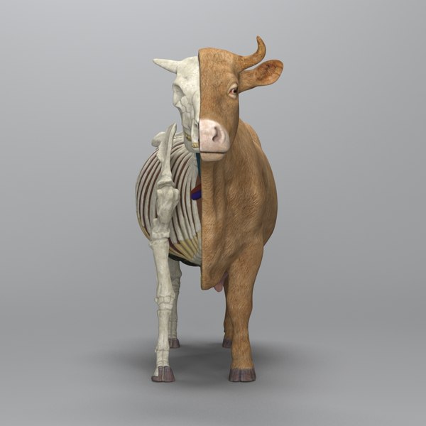 3d model of cow anatomy