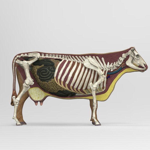 3d model of cow anatomy