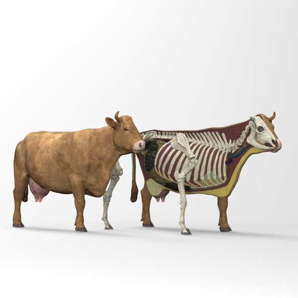 3d model of cow anatomy