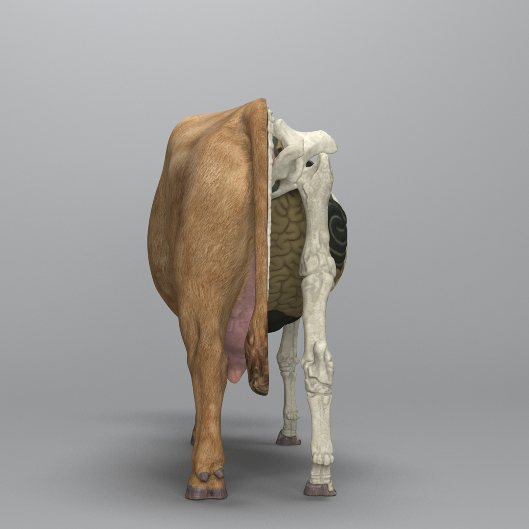 3d model of cow anatomy