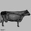 3d Model Of Cow Anatomy