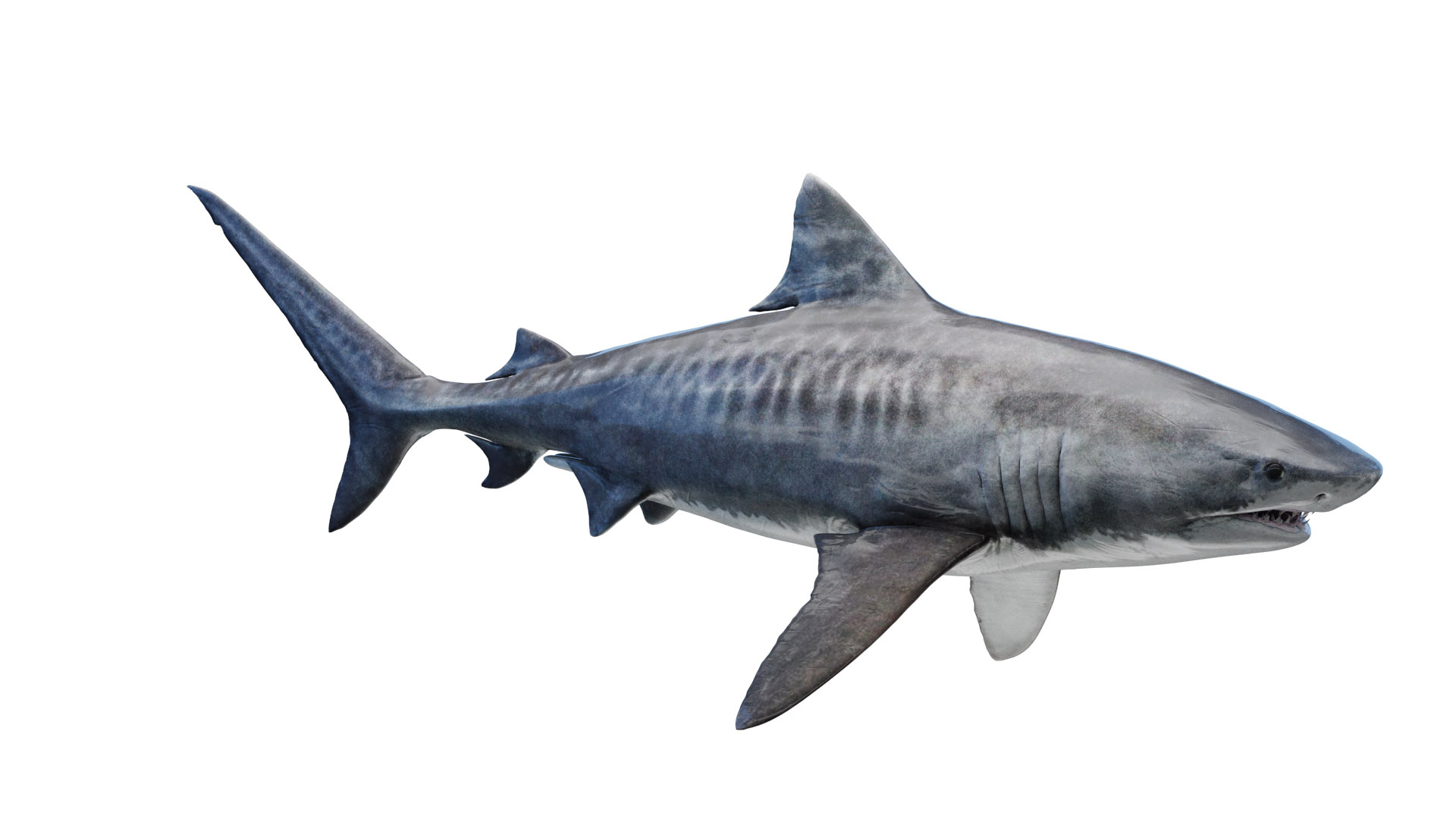 Tiger Shark Animated 3D Model - TurboSquid 2150861