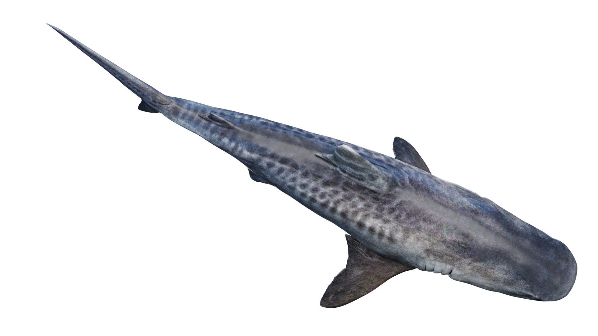 Tiger Shark Animated 3D Model - TurboSquid 2150861
