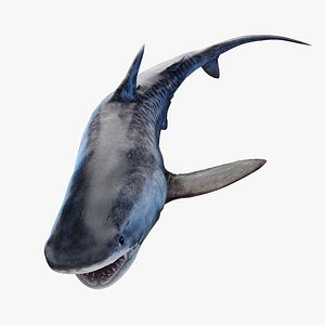 Download Free & Premium Tiger Shark 3D Models | TurboSquid