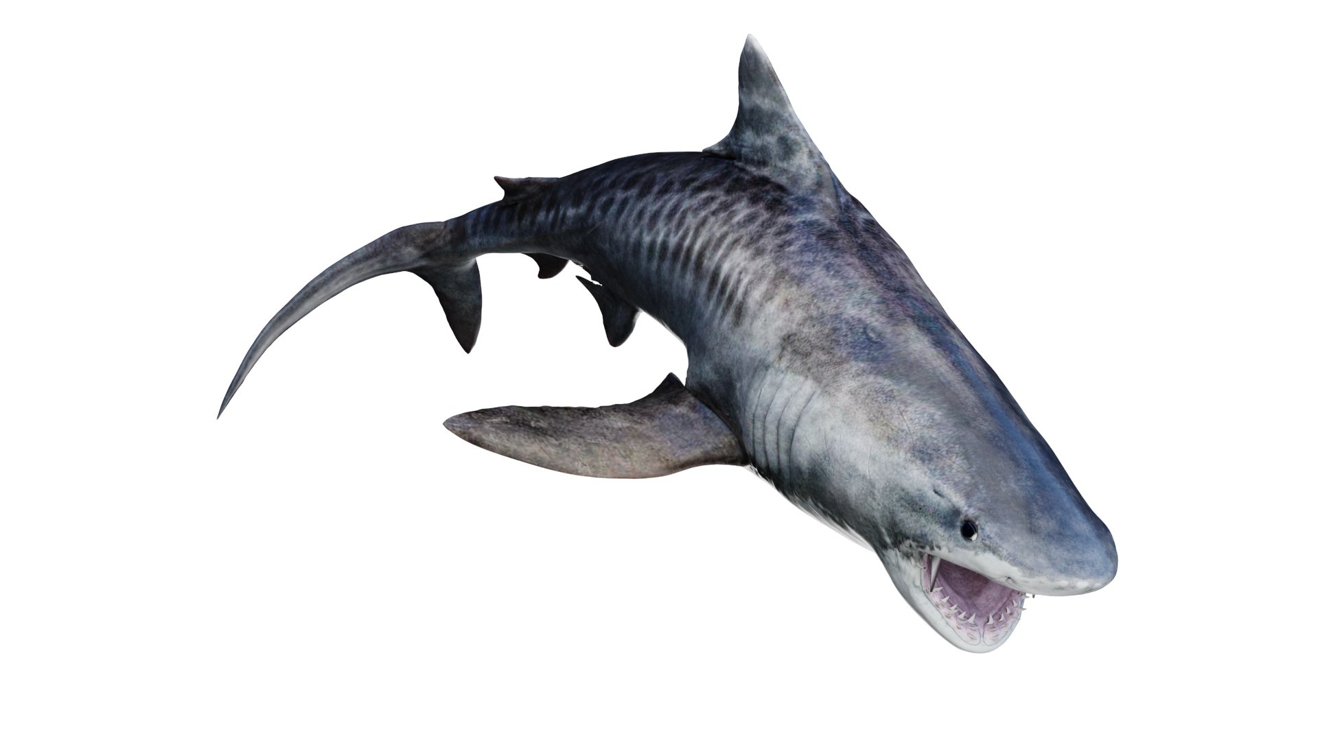 Tiger Shark Animated 3D Model - TurboSquid 2150861
