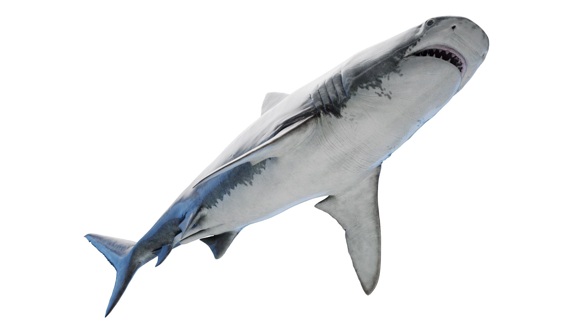 Tiger Shark Animated 3D Model - TurboSquid 2150861
