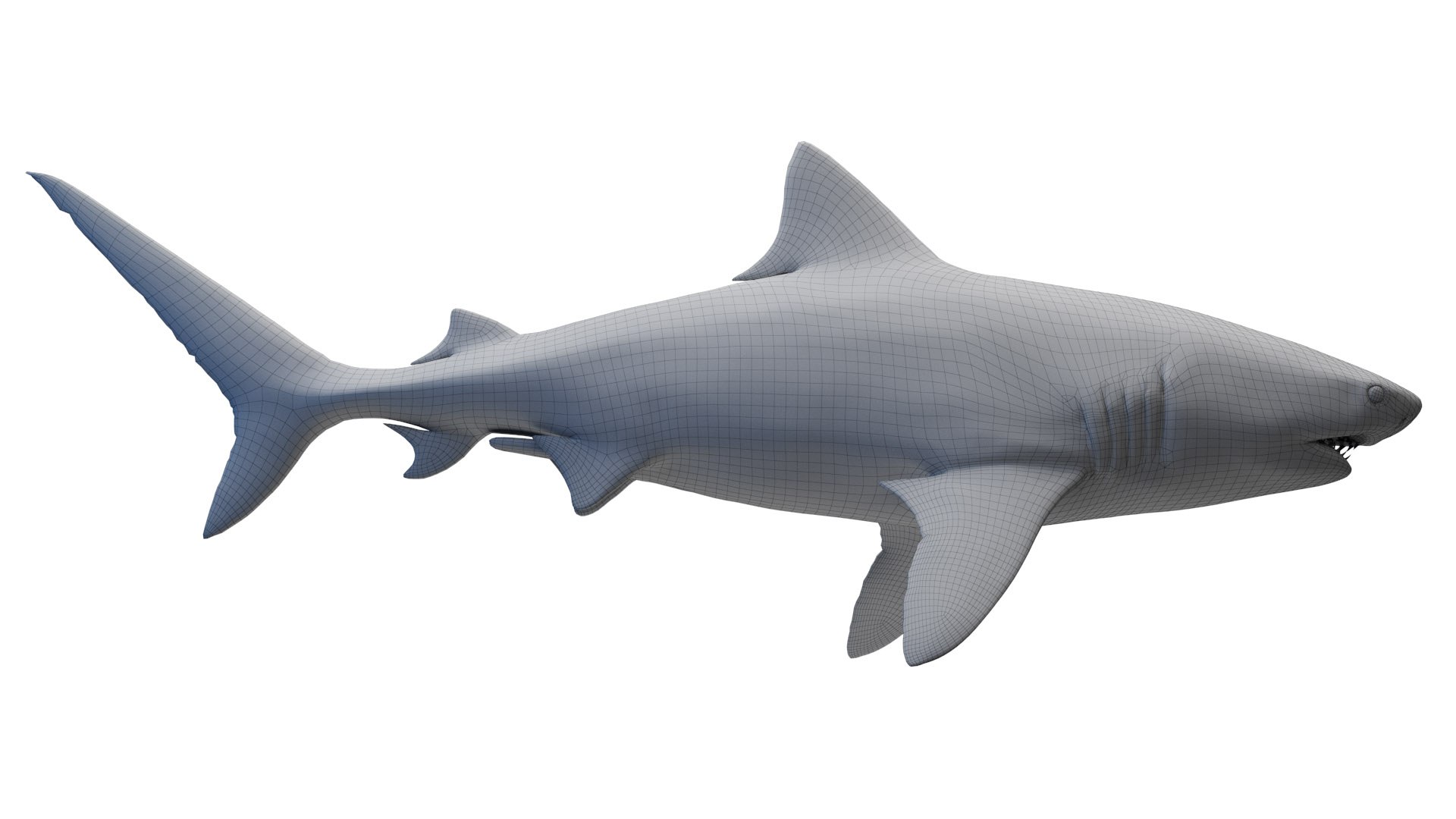 Tiger Shark Animated 3D Model - TurboSquid 2150861