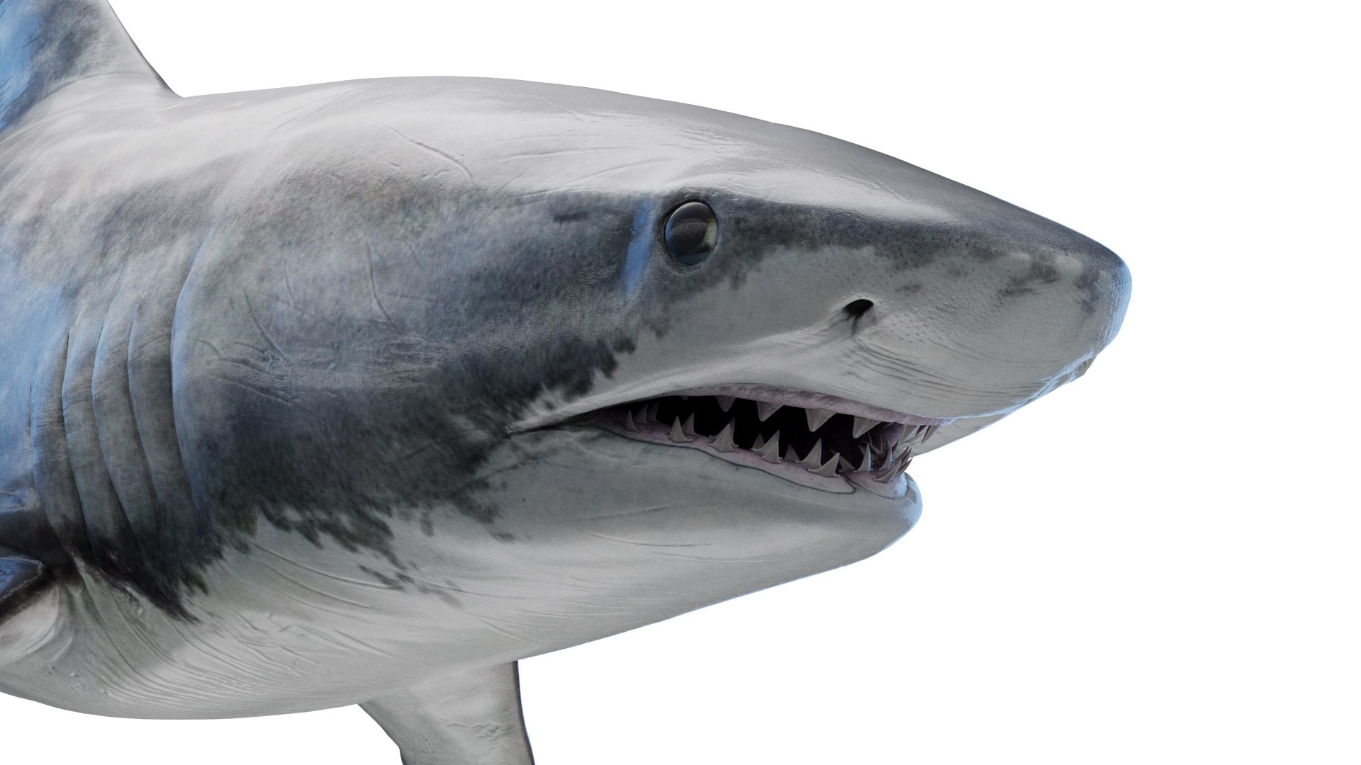 Tiger Shark Animated 3D Model - TurboSquid 2150861
