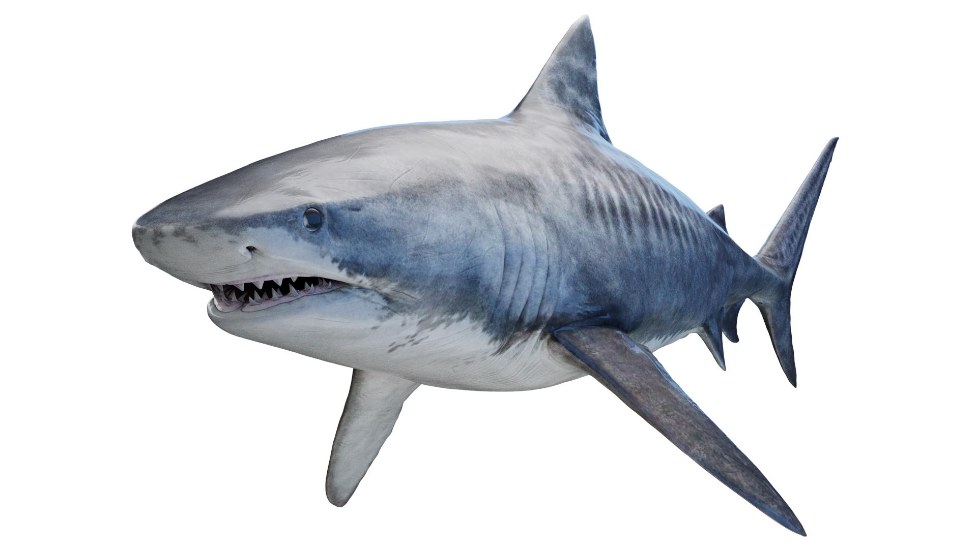 Tiger Shark Animated 3D Model - TurboSquid 2150861