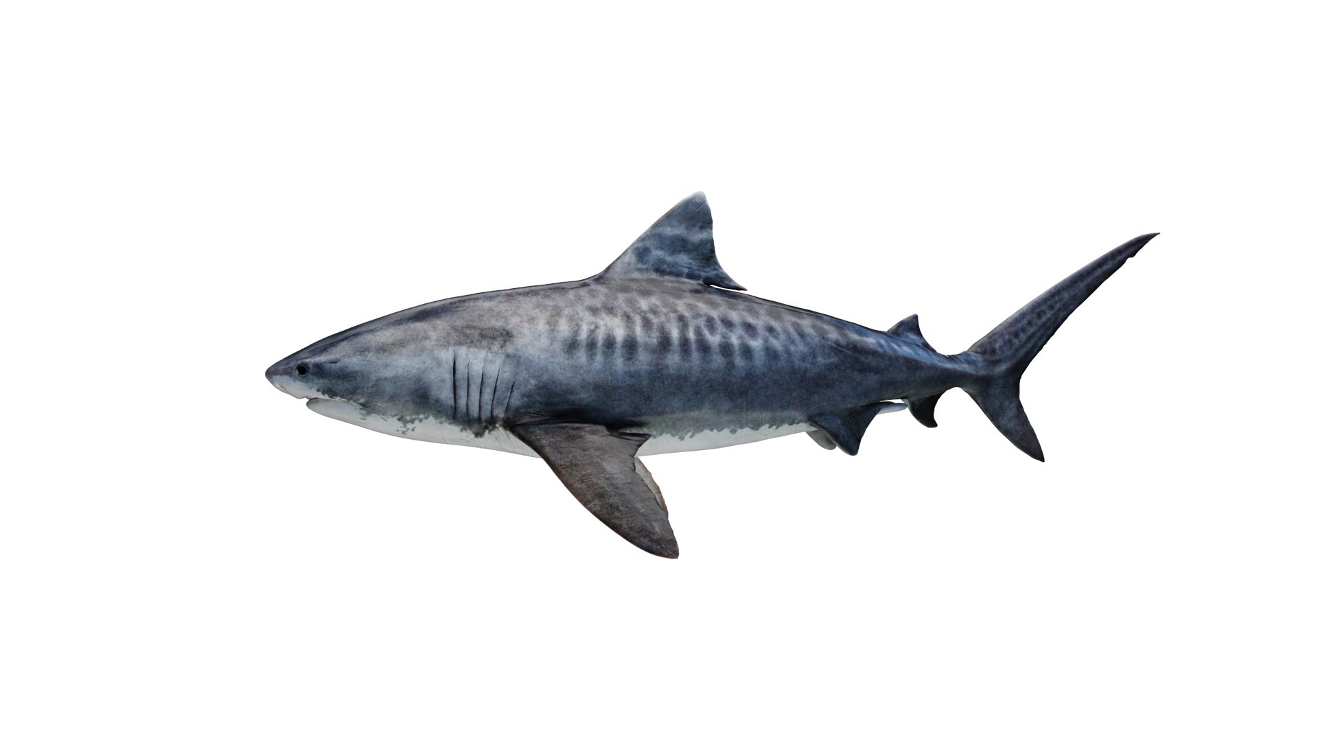 Tiger Shark Animated 3D Model - TurboSquid 2150861