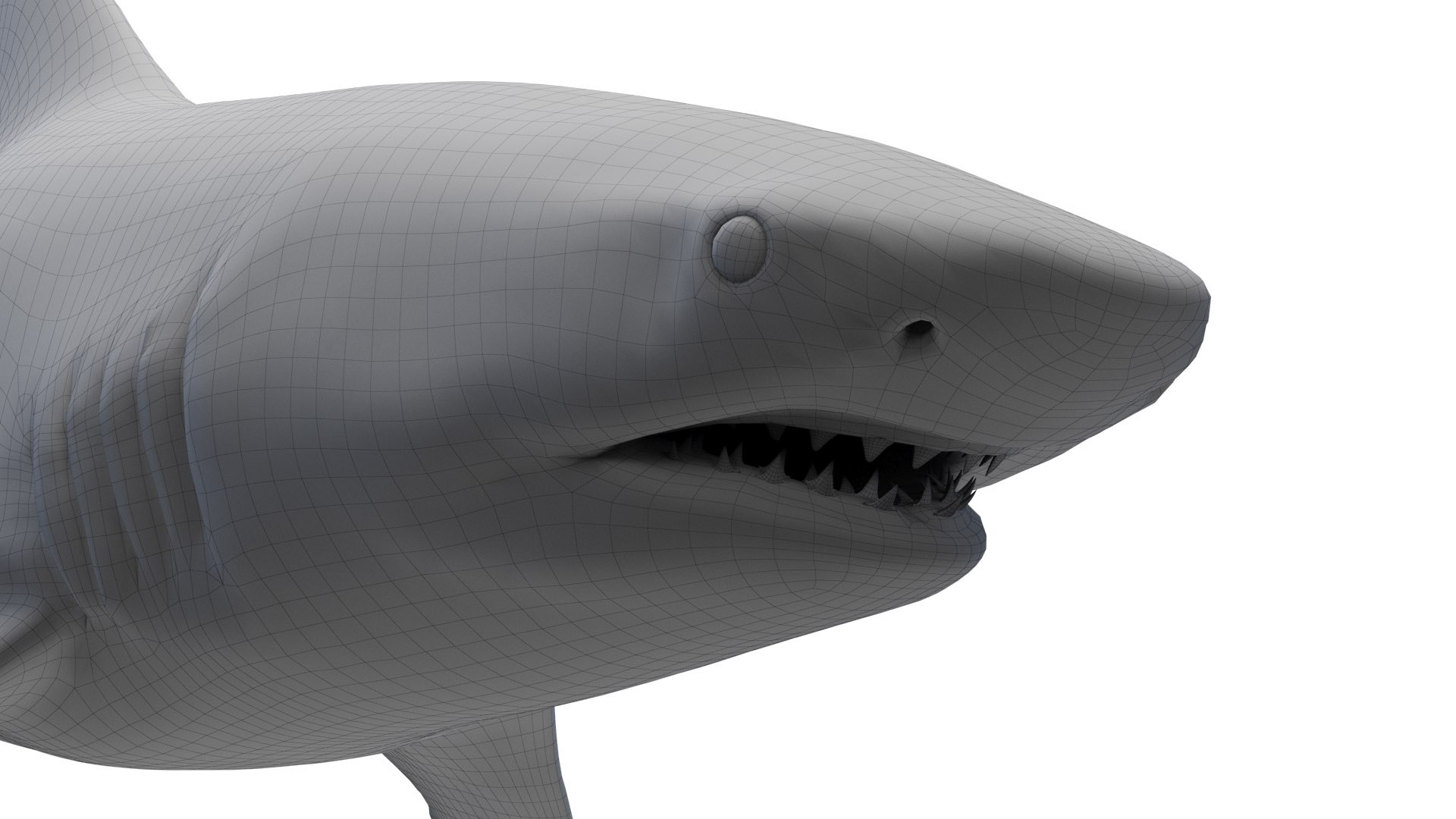 Tiger Shark Animated 3D model - TurboSquid 2150861