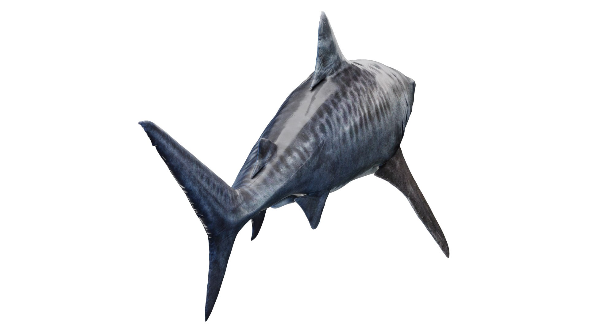 Tiger Shark Animated 3D Model - TurboSquid 2150861