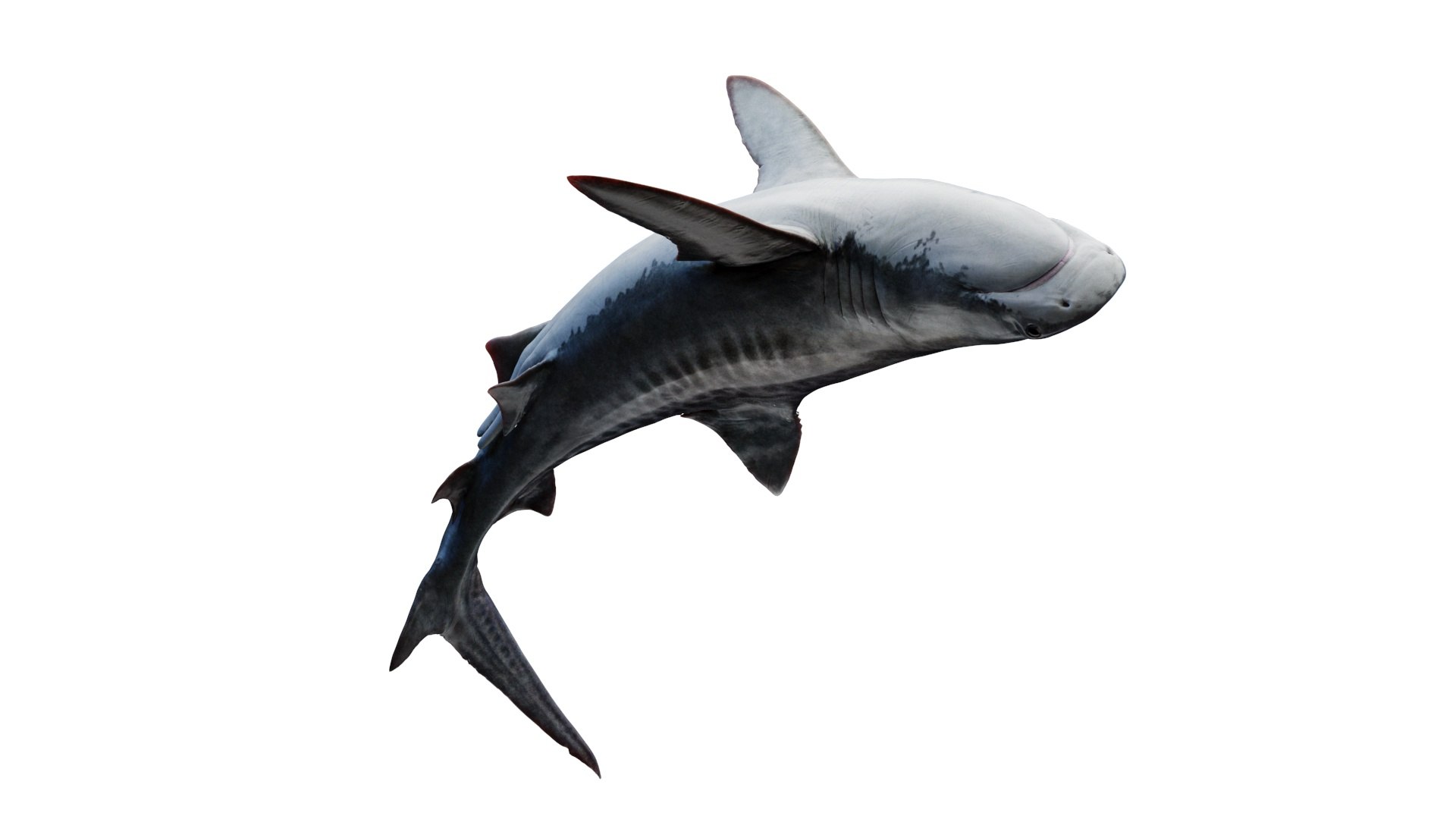 Tiger Shark Animated 3D Model - TurboSquid 2150861