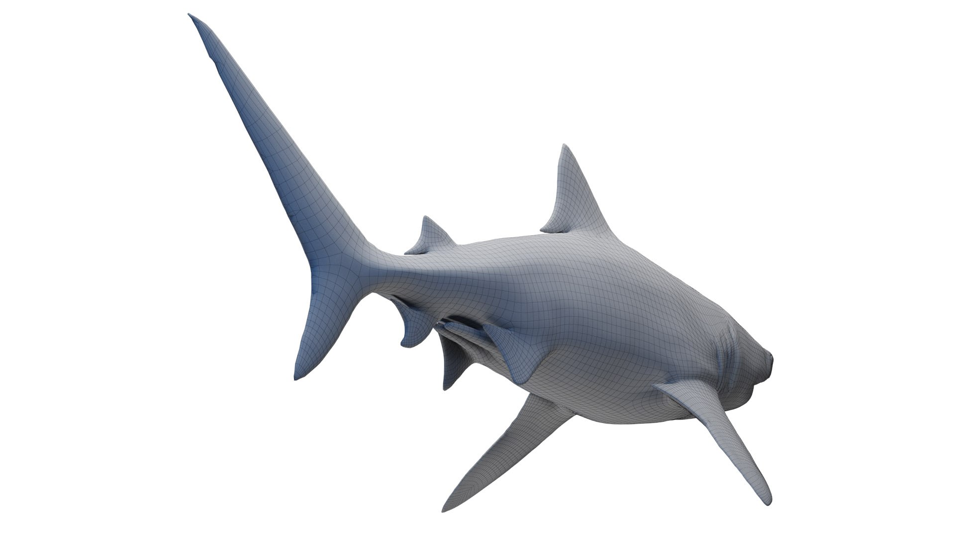 Tiger Shark Animated 3D Model - TurboSquid 2150861