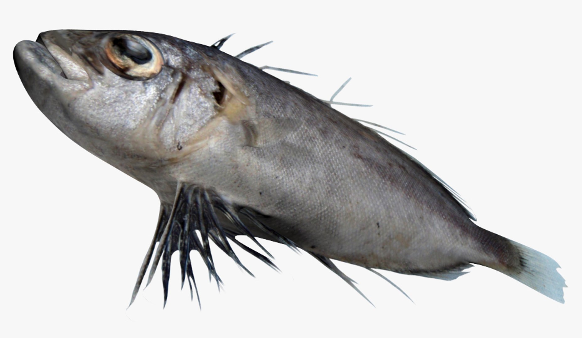 3D glasseye snapper - TurboSquid 1164140