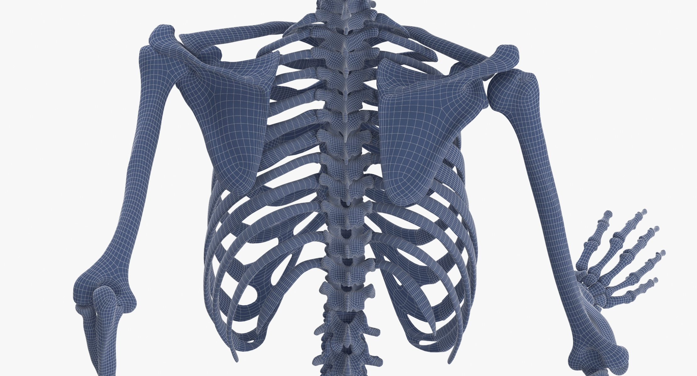 Real human female skeleton model - TurboSquid 1674922
