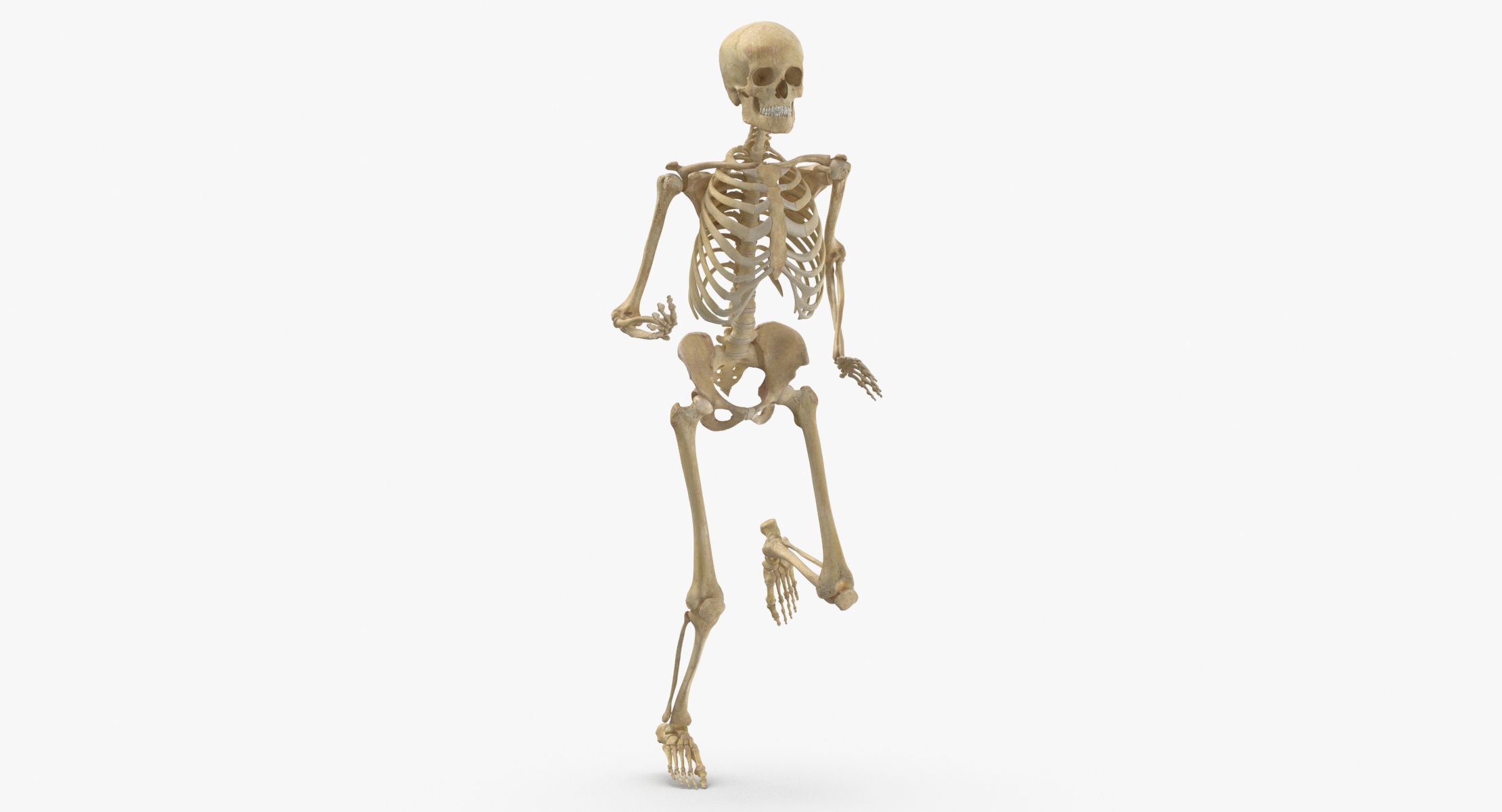Real human female skeleton model - TurboSquid 1674922