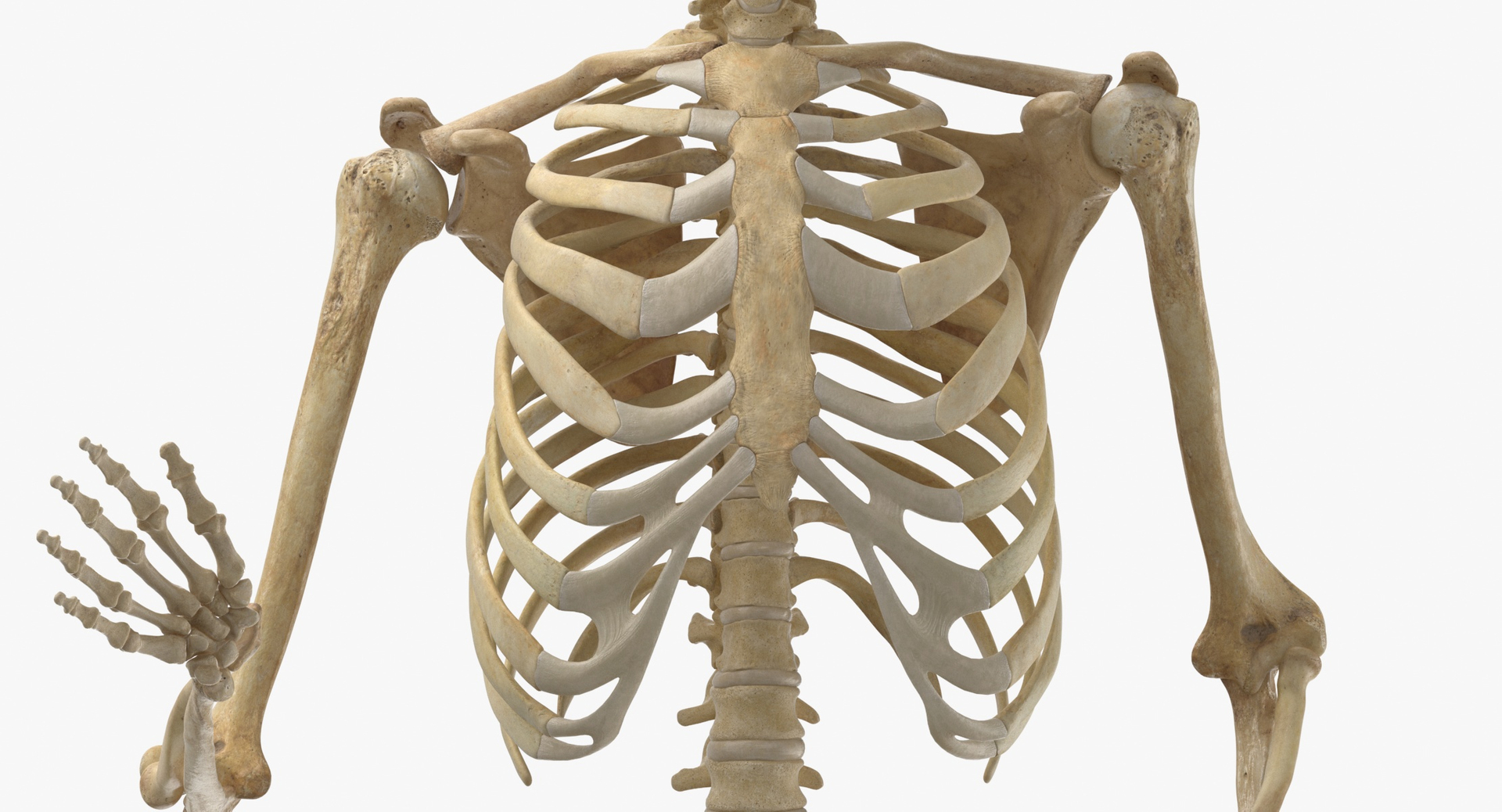 Real human female skeleton model - TurboSquid 1674922