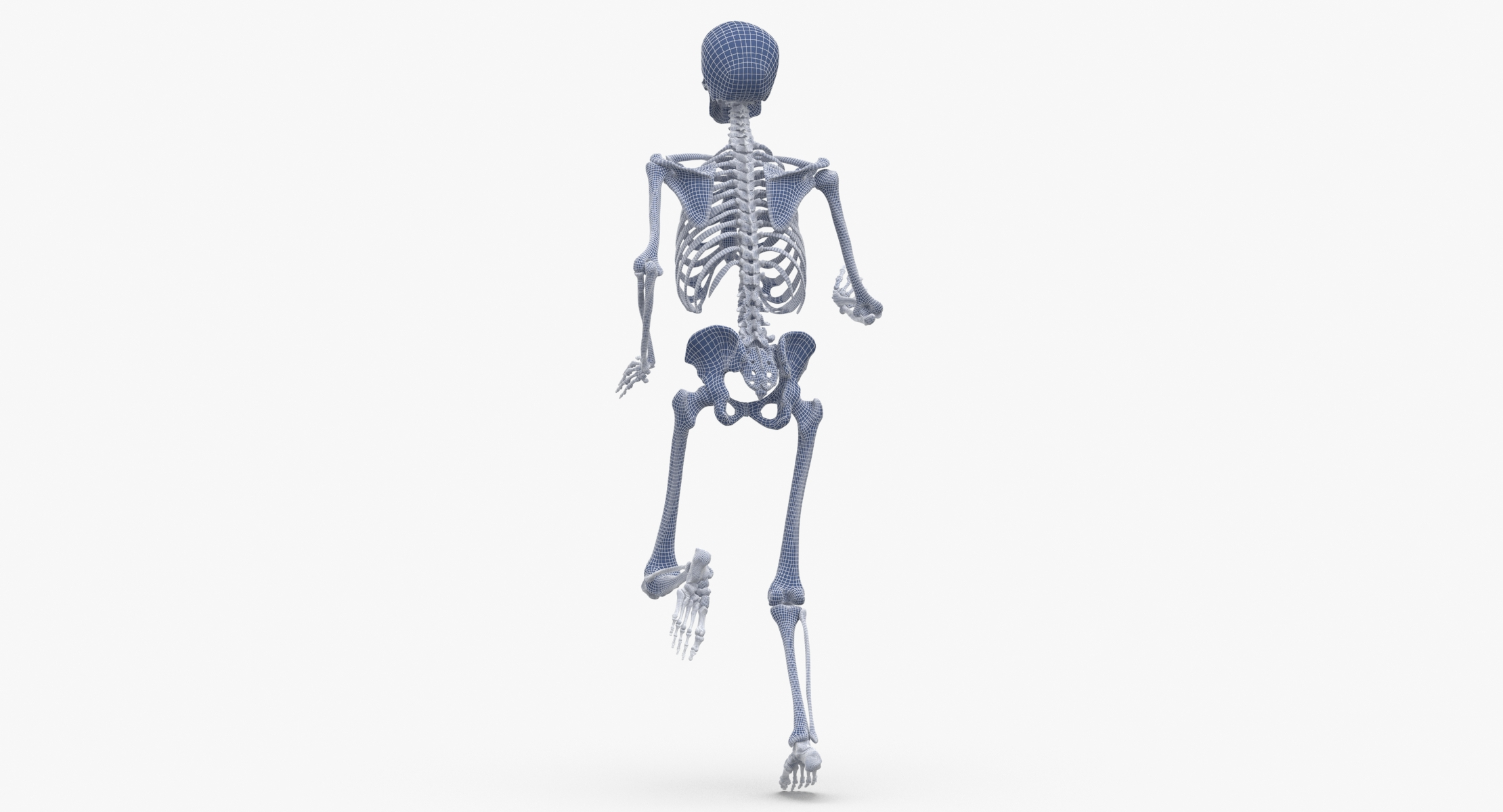 Real human female skeleton model - TurboSquid 1674922
