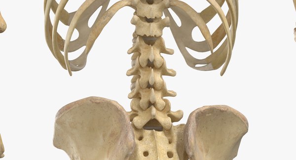 Real human female skeleton model - TurboSquid 1674922
