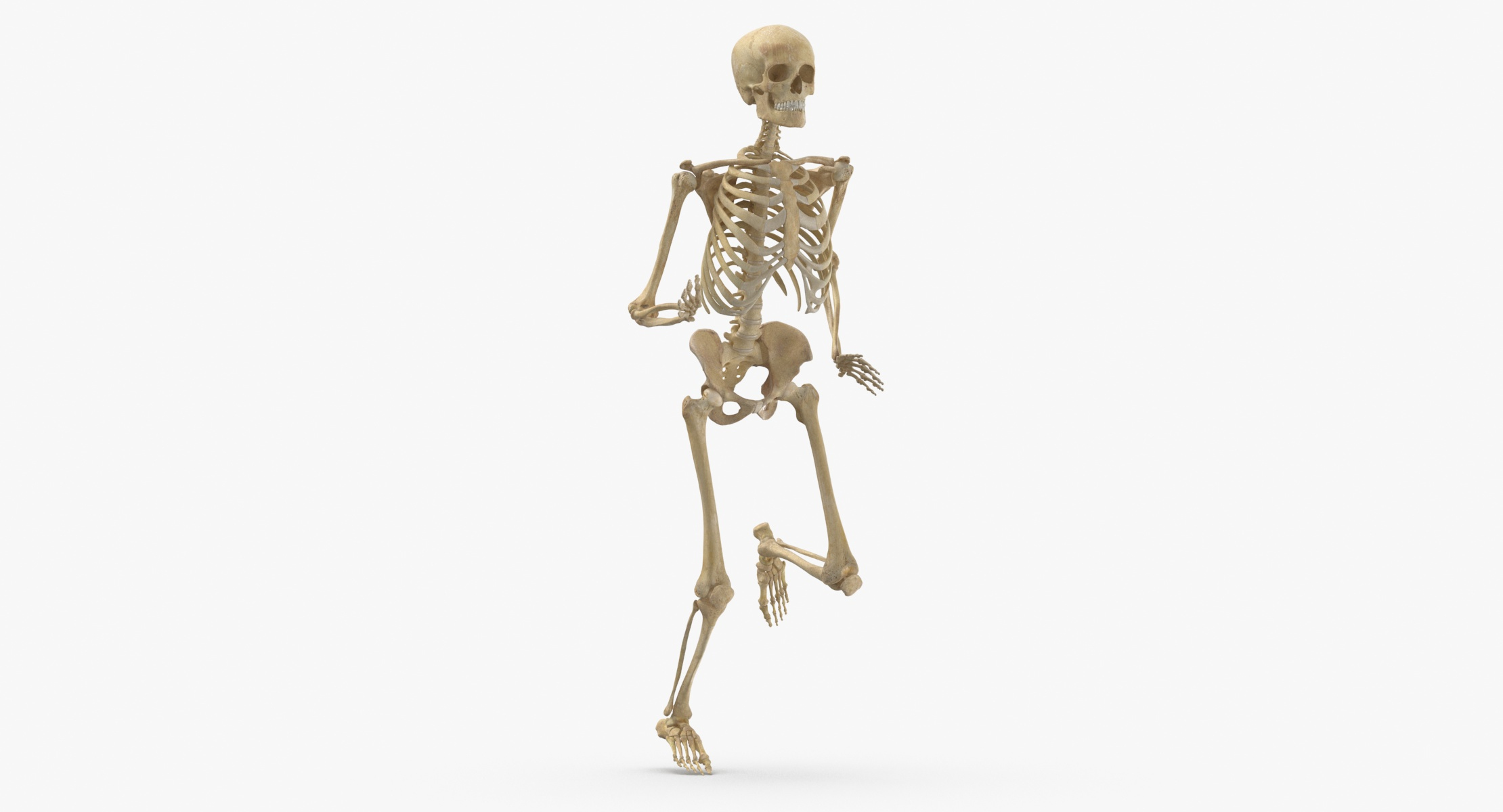 Real human female skeleton model - TurboSquid 1674922