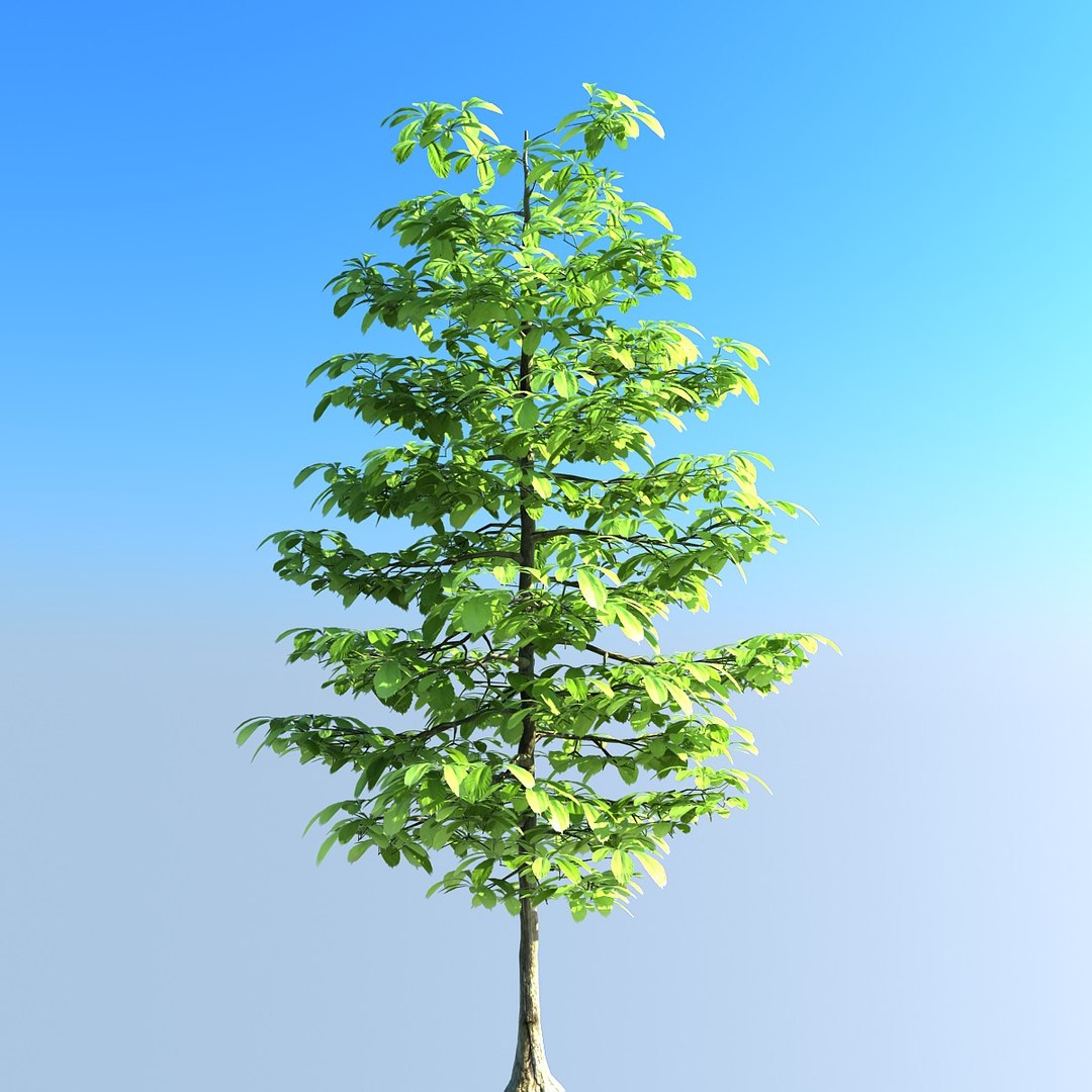 3D Model Scan - TurboSquid 1159767