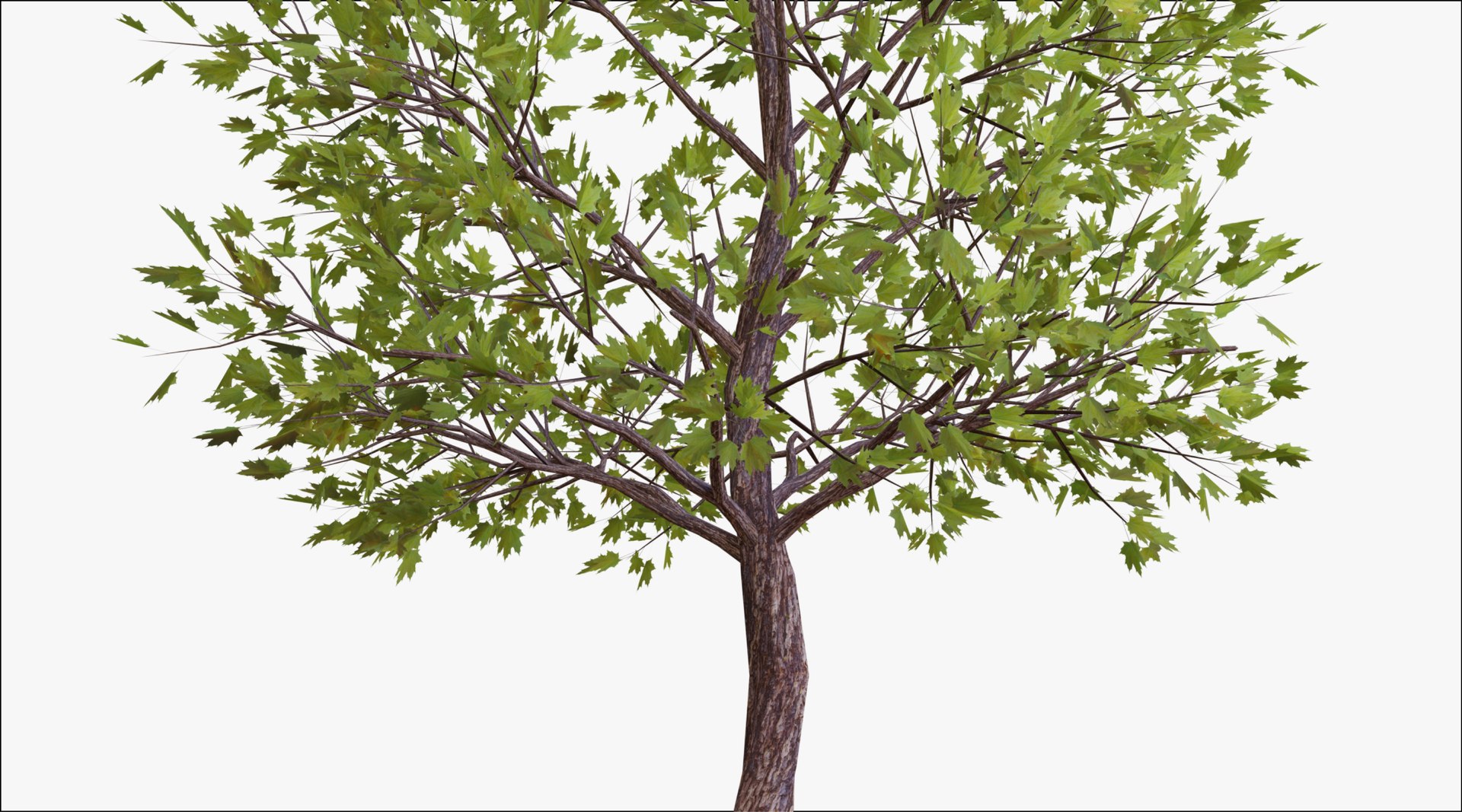 3D Tree Leaf Model - TurboSquid 1533335