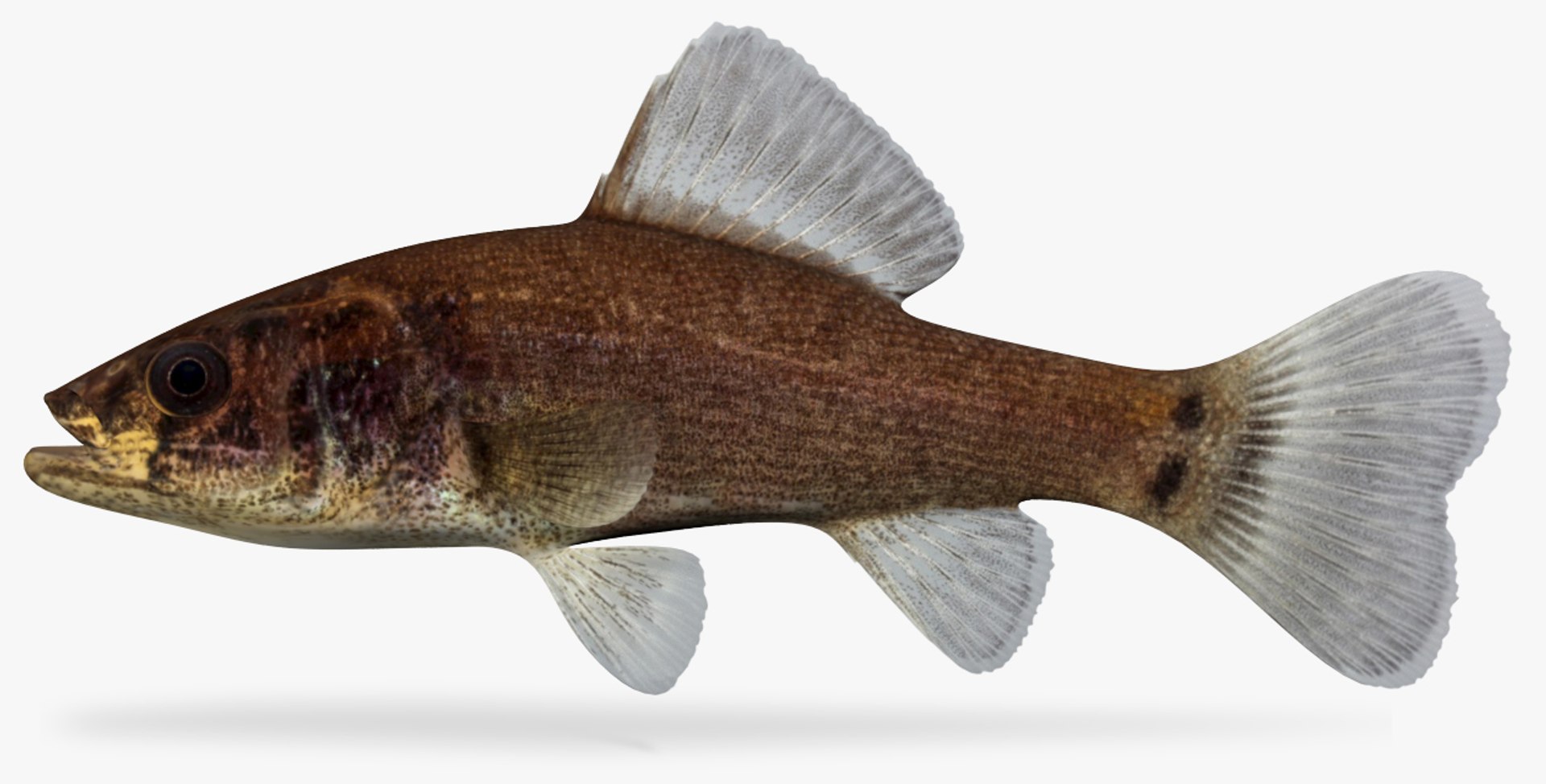 3D pirate perch model - TurboSquid 1204026