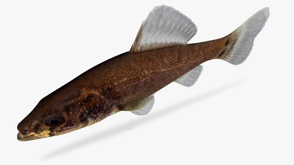 3D pirate perch model - TurboSquid 1204026